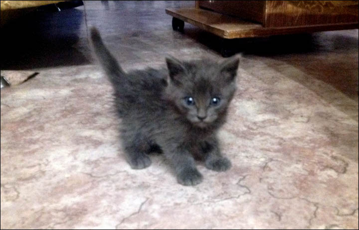 2 chatons sauvés d'une marée noire en Russie par un jeune homme